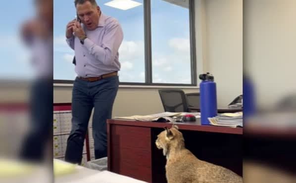 AFV - America's Funniest Home Videos - Sundays 7/6C on ABC